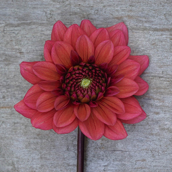 Dahlia 'Daisy Duke' - Rich Hollow Farm Flowers