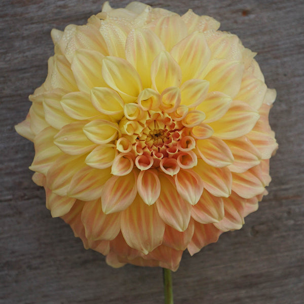 Dahlia 'Bracken Sarah' - Rich Hollow Farm Flowers